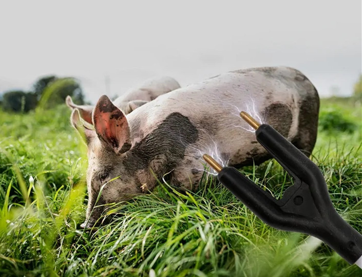 Why we need a electric livestock prod to chase pigs?-JIangsu Tianwang ...