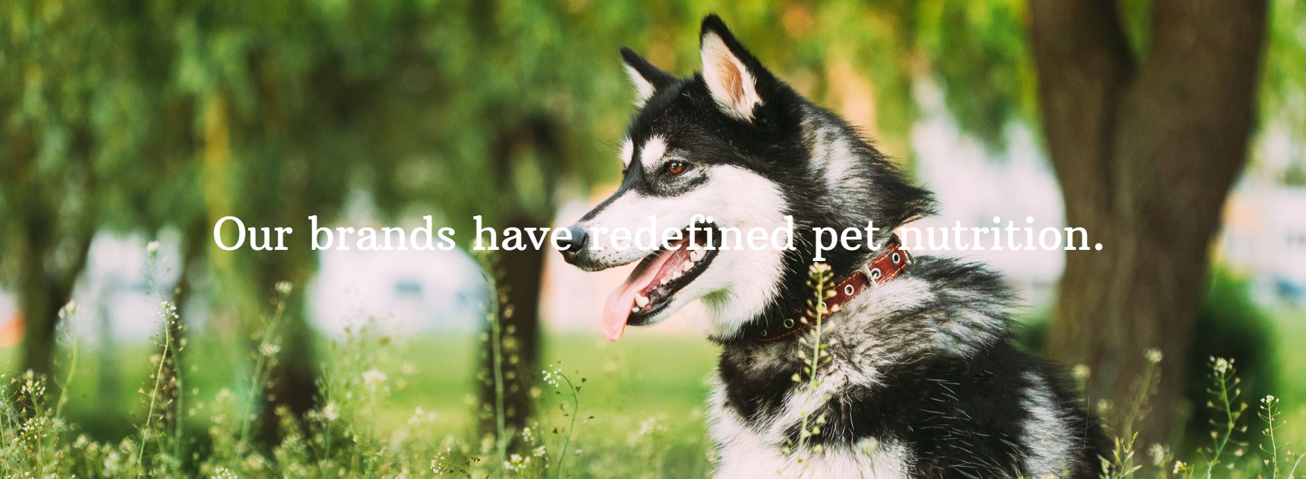 BrightPet | The Delightfully Nutritious World for Your Furry Friends!-PUFFUNY