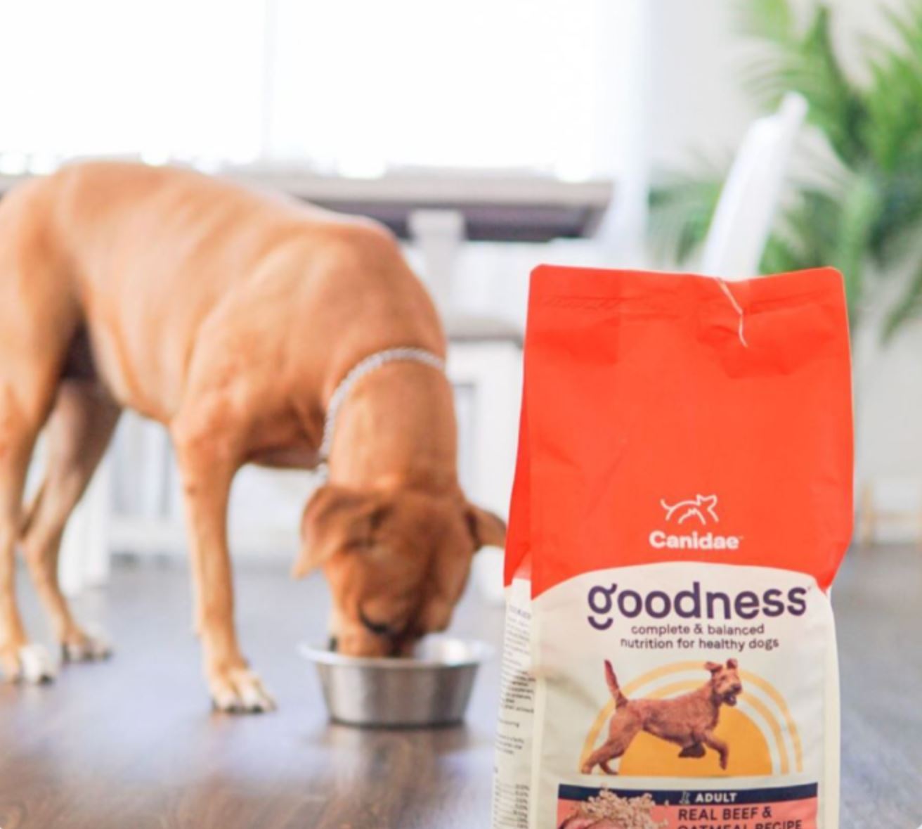 Canidae and Natural Balance | The Perfect Pet Meal Duo!-PUFFUNY