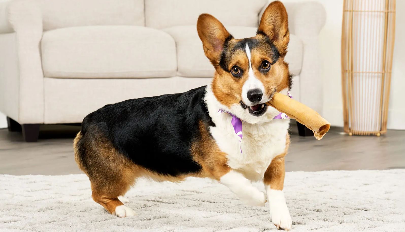 PetWise Treatly™ | Elevate Your Pet's Snack Game-PUFFUNY
