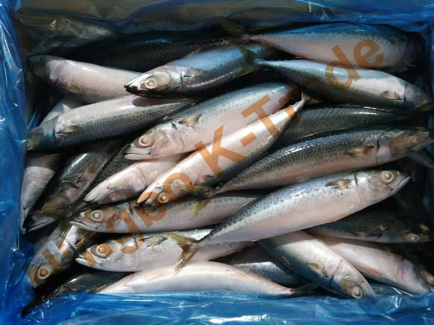 Pacific Mackerel
