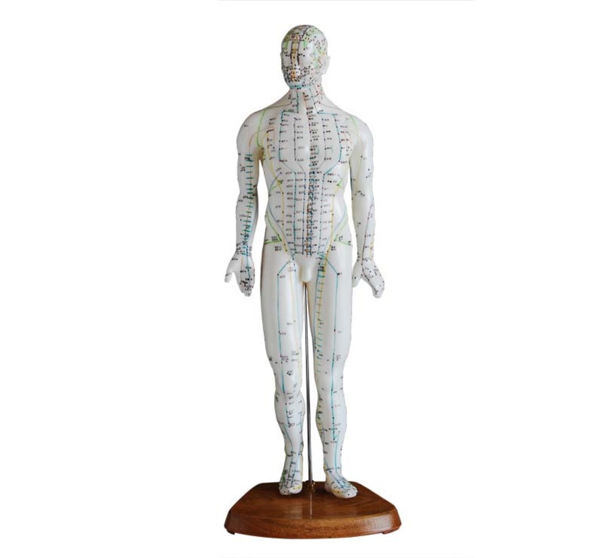 Acupuncture Model 46CM Male-official website